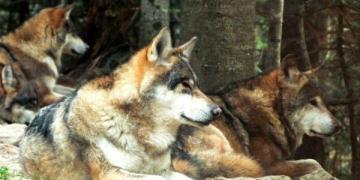 Wolves in the South of France