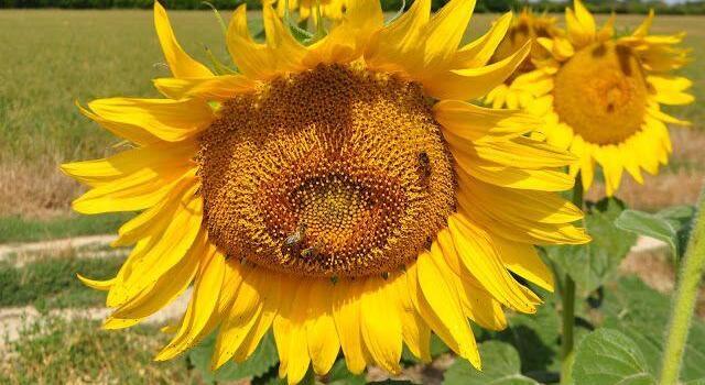 Looking for Sunflowers in Provence - Perfectly Provence