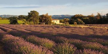 So Many Things to do in Provence During Autumn - Perfectly Provence
