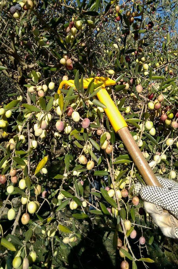 Day in the Olive Groves: Virgin Olive-Harvester No More! - Perfectly ...