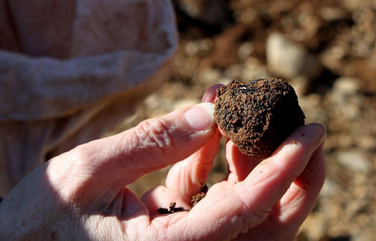 Black Truffle Season in Provence: Top Markets and More for Food Lovers ...