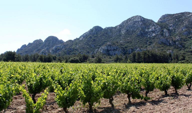 Wine: A Guide for Provence's Regions and Vineyards - Perfectly Provence