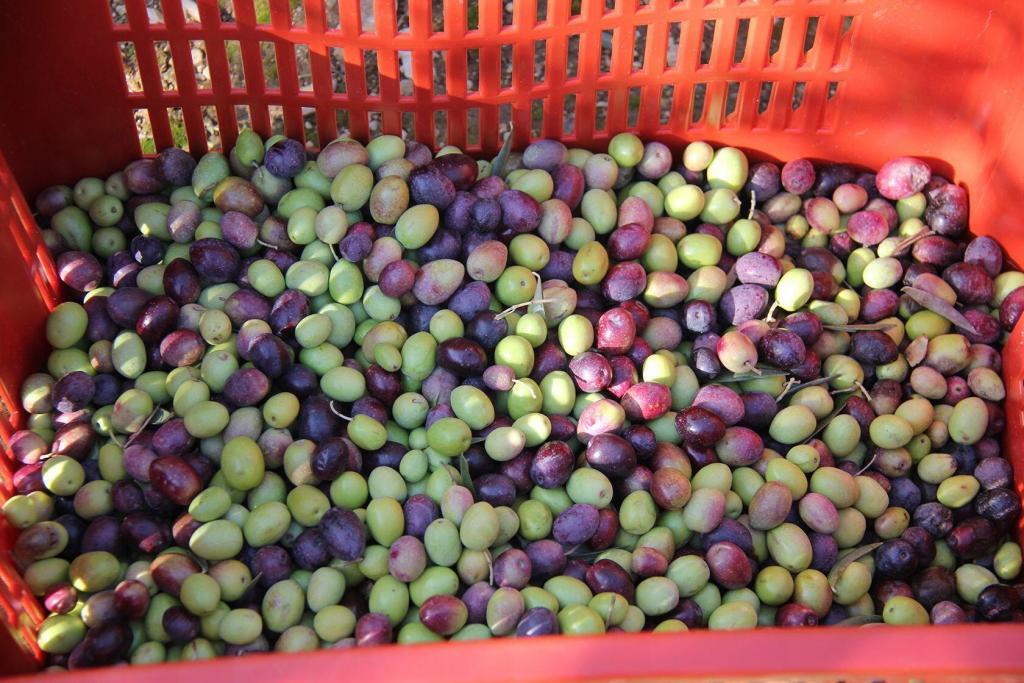 Gaining an Understanding of Provencal Olive Oil - Perfectly Provence