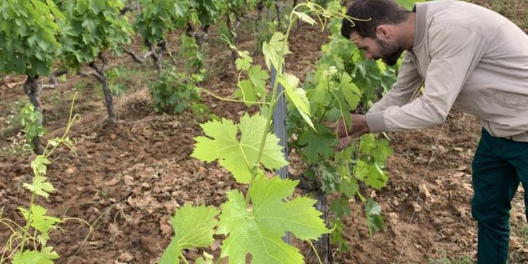 Springtime Debudding the Vines at Domaine Mirabeau - Perfectly Provence