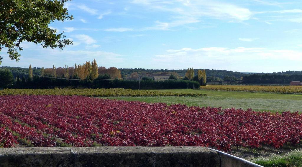 Colours and Tastes of Autumn in Provence - Perfectly Provence