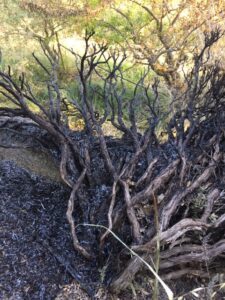 Fire Destroys an Olive Grove in Provence - Perfectly Provence