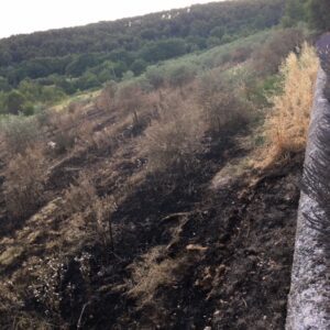Fire Destroys an Olive Grove in Provence - Perfectly Provence