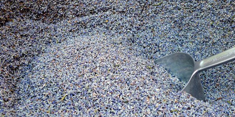 Cooking with Lavender 12 Sweet and Savoury Recipes to Try - Perfectly ...