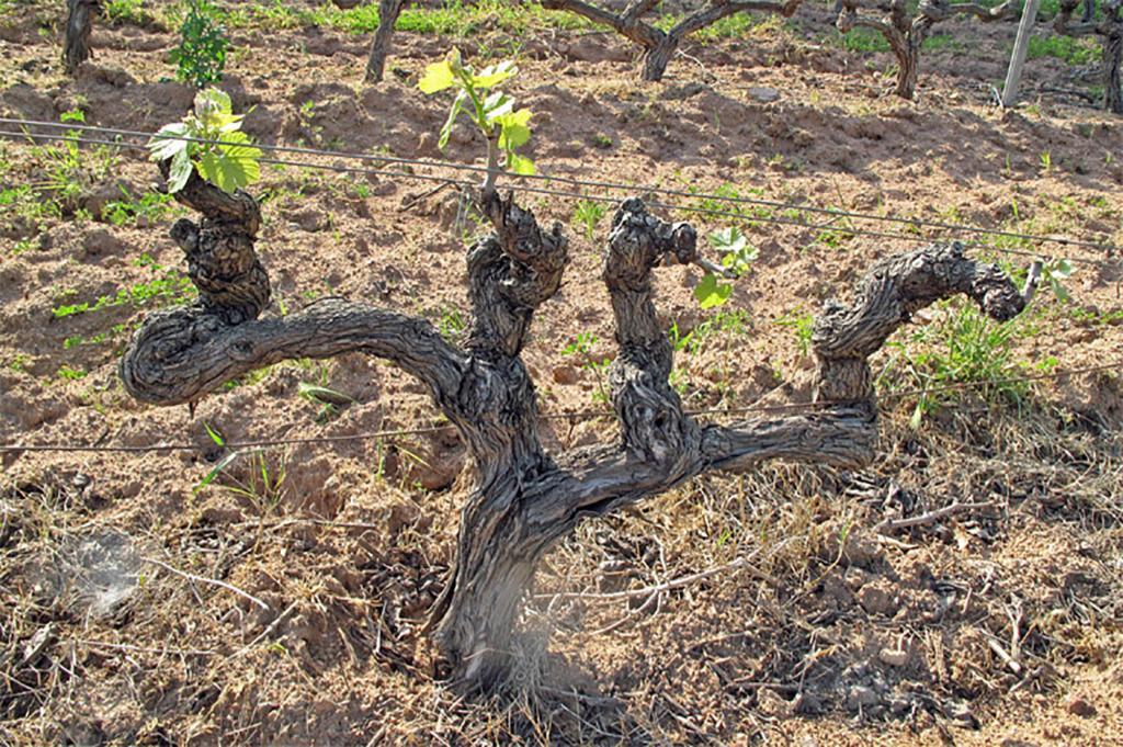 Pruning Grapevines in Provence is Hard Work - Perfectly Provence