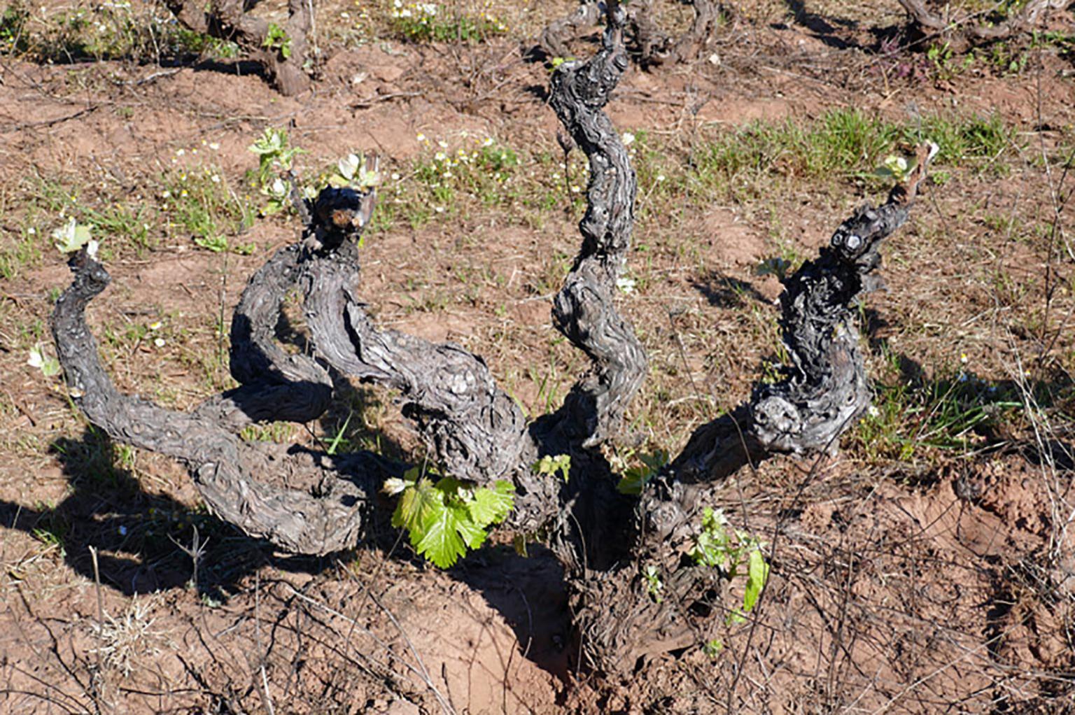 Pruning Grapevines in Provence is Hard Work - Perfectly Provence