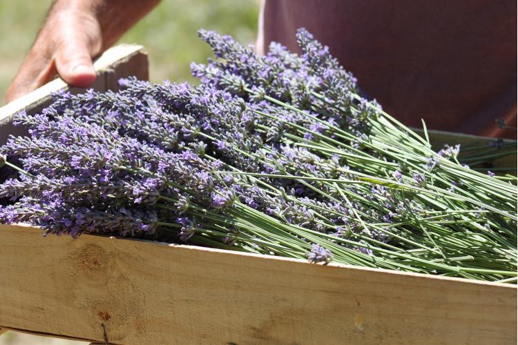 Cooking with Lavender 12 Sweet and Savoury Recipes to Try - Perfectly ...