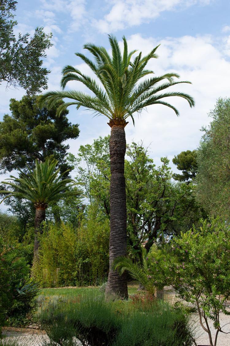 So Many Reasons to Visit the Musée Renoir in Cagnes-sur-Mer - Perfectly ...