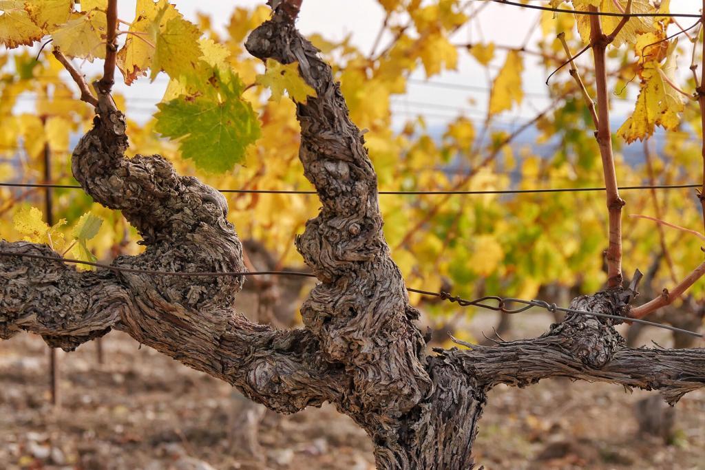 Join a Small Group Tour Provence in October - Perfectly Provence
