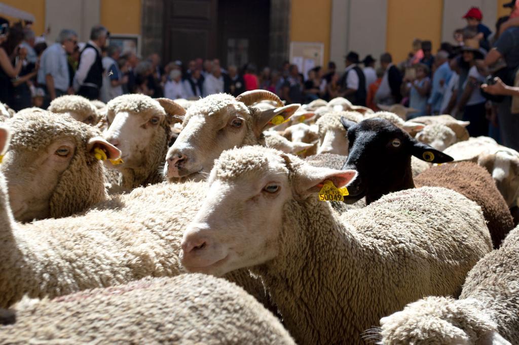 My Fête de la Transhumance Experience in Provence's Tinée Valley ...