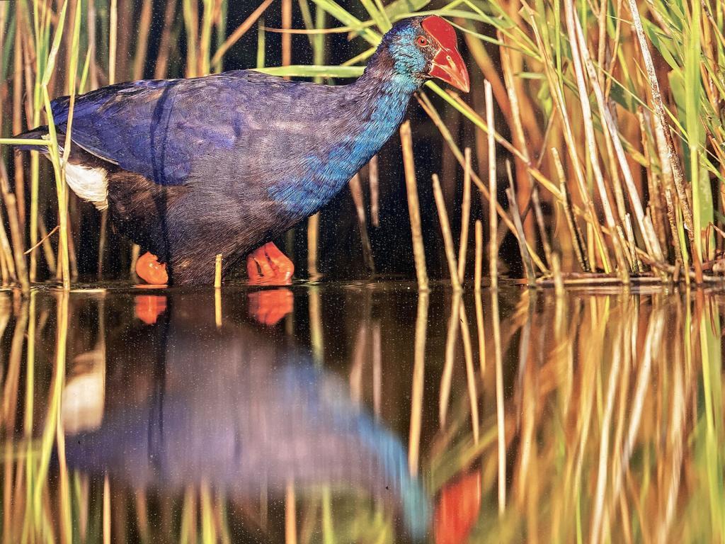 A Great Place to See Flocks of Flamingos in Provence - Perfectly Provence