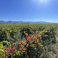 Fall Dinner Menus Inspired by Provencal Flavours - Perfectly Provence