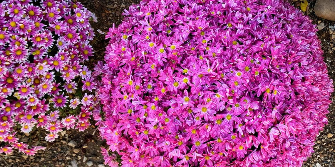 November 1 is La Toussaint in France Discover the Traditions ...