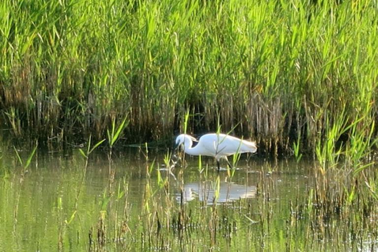 The Best of the Camargue from Towns to Wildlife For Visitors ...