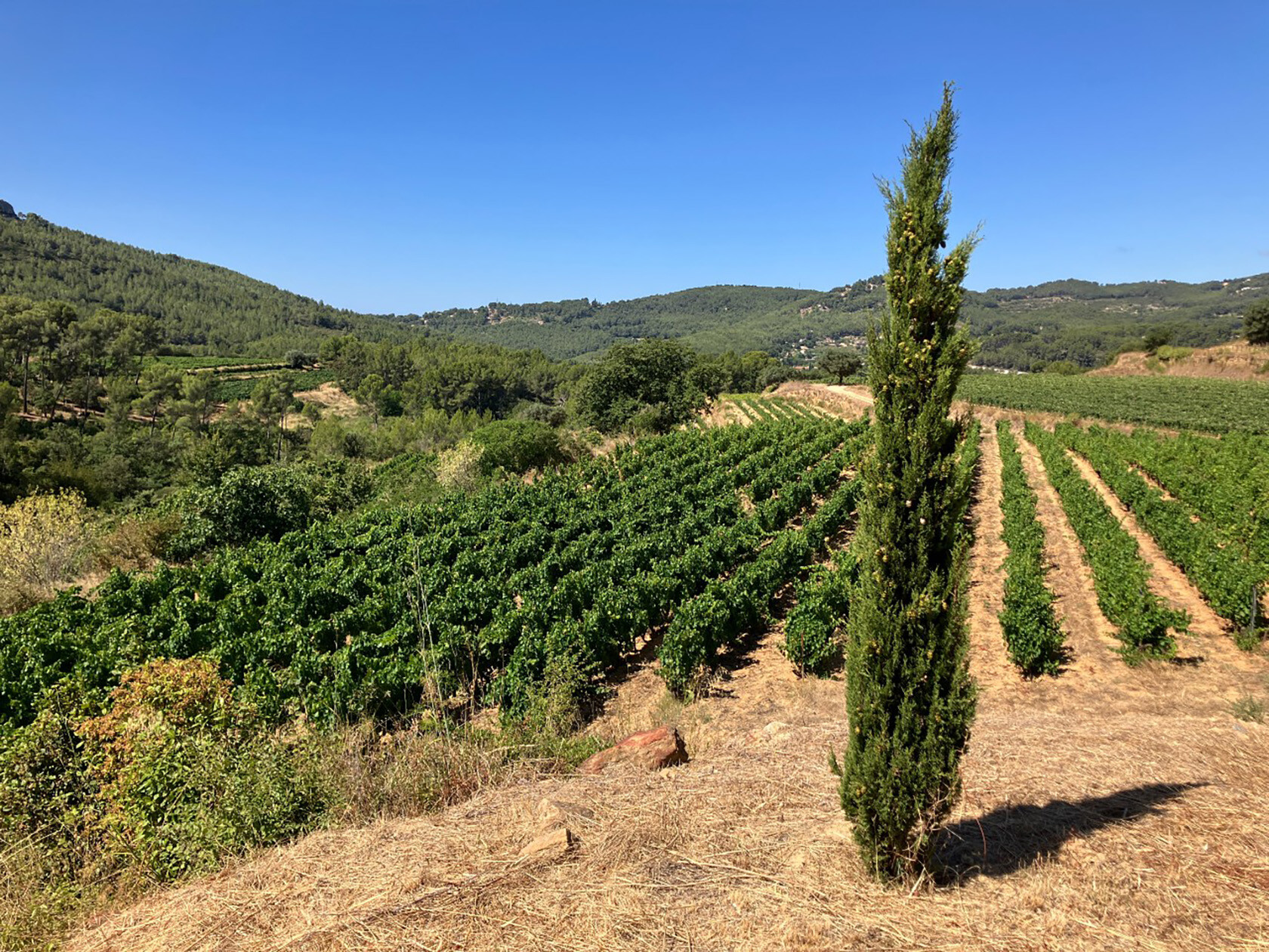 5 Top Things to Do in Bandol, France - Perfectly Provence